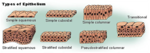 Epithelium tissue diagram | Anatomy System - Human Body Anatomy diagram ...