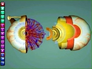 Eye dissection | Anatomy System - Human Body Anatomy diagram and chart ...