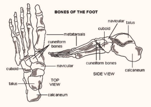 foot diagram with labels – Anatomy System – Human Body Anatomy diagram ...