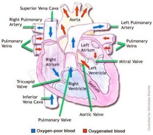 heart blood flow | Anatomy System - Human Body Anatomy diagram and ...