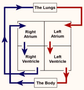 heart box diagram | Anatomy System - Human Body Anatomy diagram and ...