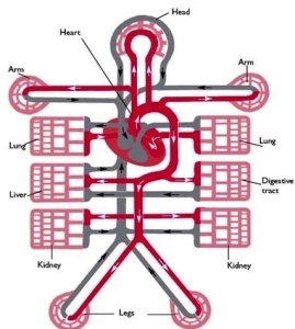 high blood pressure | Anatomy System - Human Body Anatomy diagram and ...
