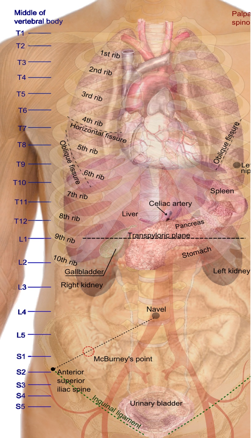 Human Parts Diagram Anatomy System Human Body Anatomy Diagram And Human Parts Diagram Anatomy System Human Body Anatomy Diagram And
