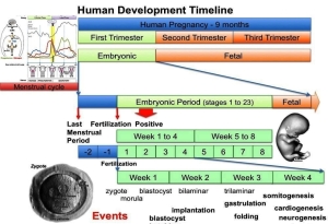 human development timeline | Anatomy System - Human Body Anatomy ...