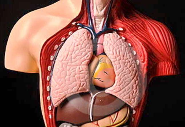 Inside Body Diagram Anatomy System Human Body Anatomy Diagram And 