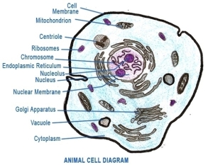 labeled animal cell diagram | Anatomy System - Human Body Anatomy ...