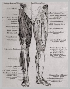 leg parts anatomy | Anatomy System - Human Body Anatomy diagram and ...