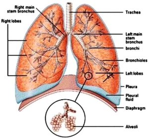 lung diagram small | Anatomy System - Human Body Anatomy diagram and ...