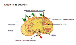 Lymph node structure diagram | Anatomy System - Human Body Anatomy ...