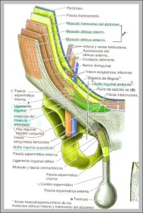 master gland | Anatomy System - Human Body Anatomy diagram and chart images