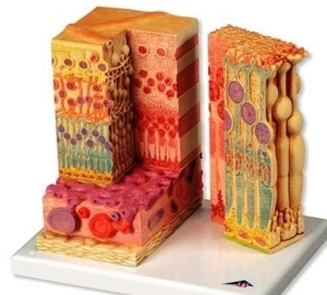 microscohuman eye anatomy model retina | Anatomy System - Human Body ...