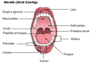 Mouth diagram | Anatomy System - Human Body Anatomy diagram and chart ...
