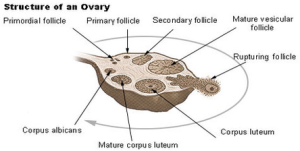Ovary (2) diagram | Anatomy System - Human Body Anatomy diagram and ...