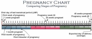 pregnancy chart | Anatomy System - Human Body Anatomy diagram and chart ...