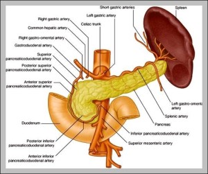 pylorus anatomy | Anatomy System - Human Body Anatomy diagram and chart ...
