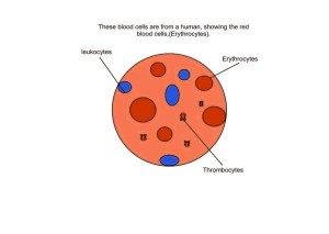 red blood cells | Anatomy System - Human Body Anatomy diagram and chart ...