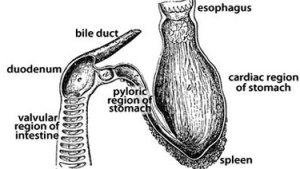 shark stomac | Anatomy System - Human Body Anatomy diagram and chart images