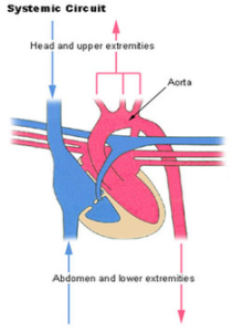Systemic circuit diagram | Anatomy System - Human Body Anatomy diagram ...