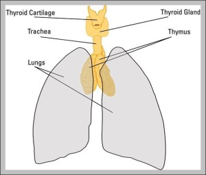 the thymus | Anatomy System - Human Body Anatomy diagram and chart images