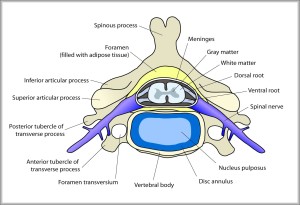 ventral roots | Anatomy System - Human Body Anatomy diagram and chart ...